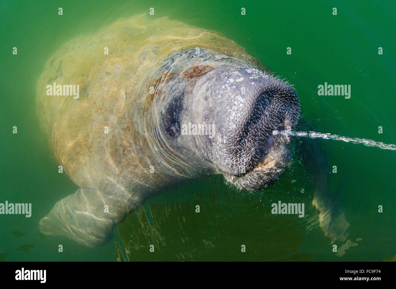 Manatee mermaid hi-res stock photography and images - Alamy