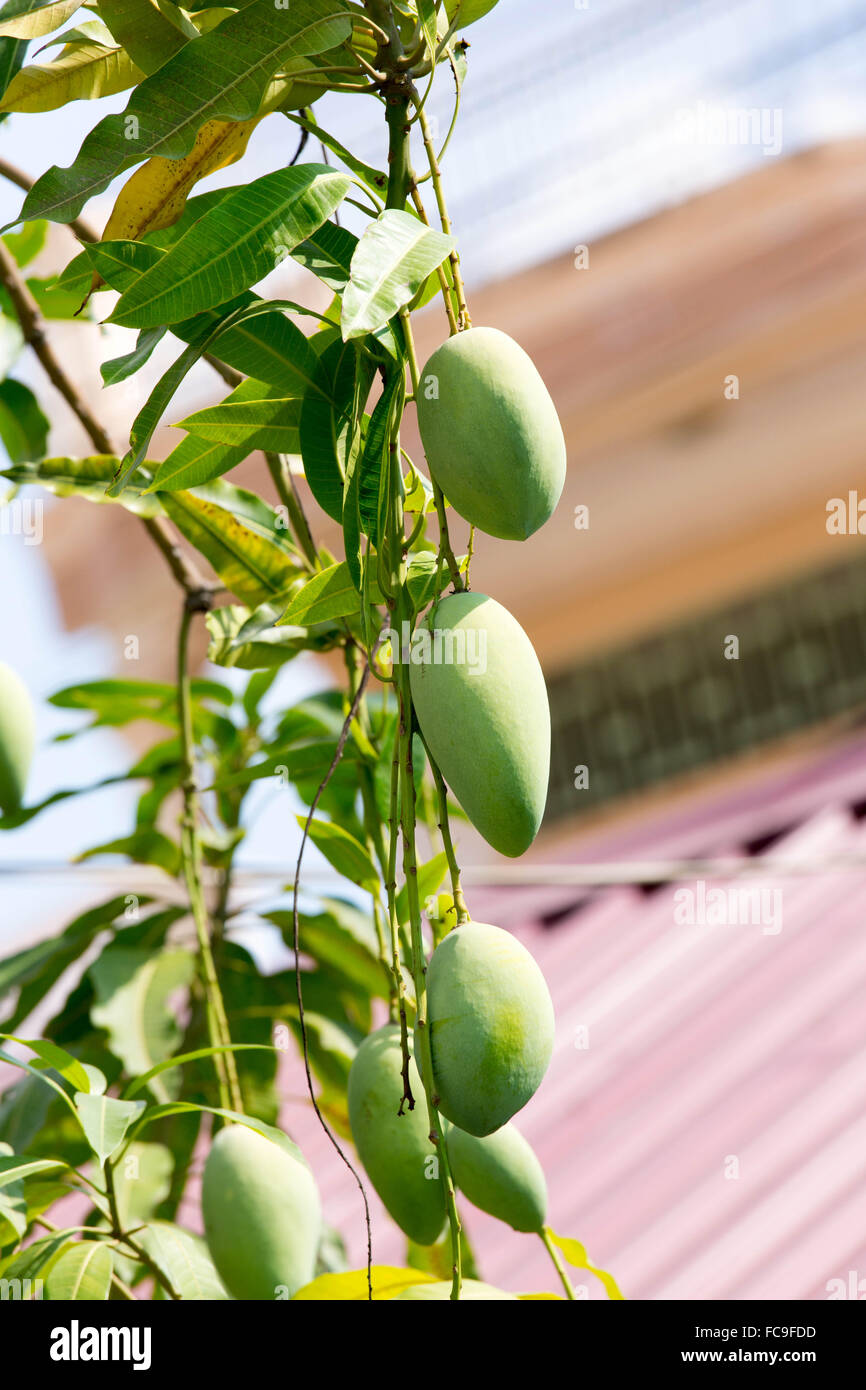 Mango tree plant in South East Asia Stock Photo - Alamy