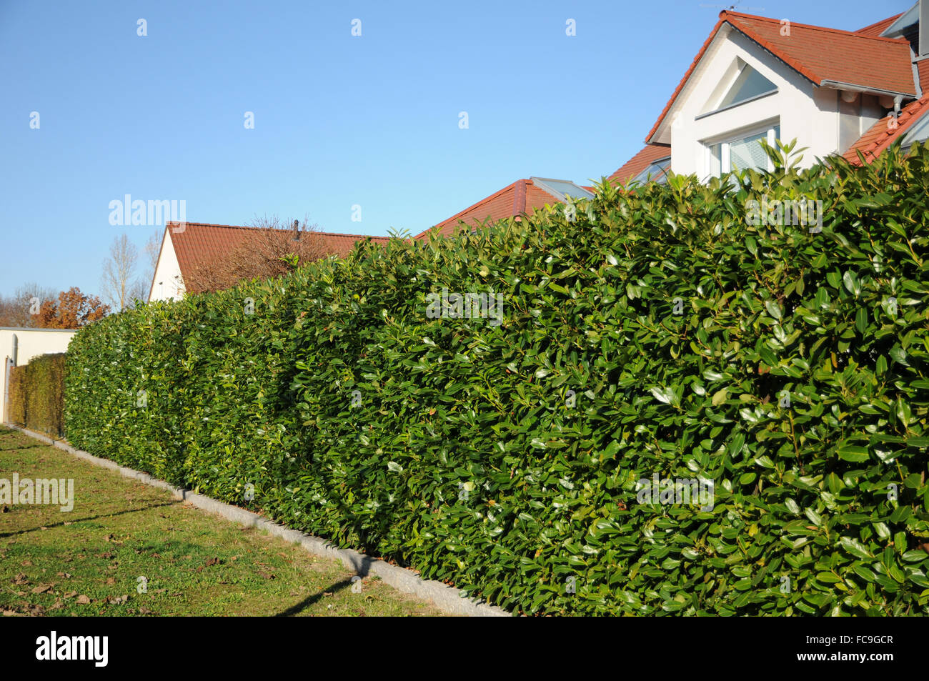 Laurel cherry hedge Stock Photo - Alamy