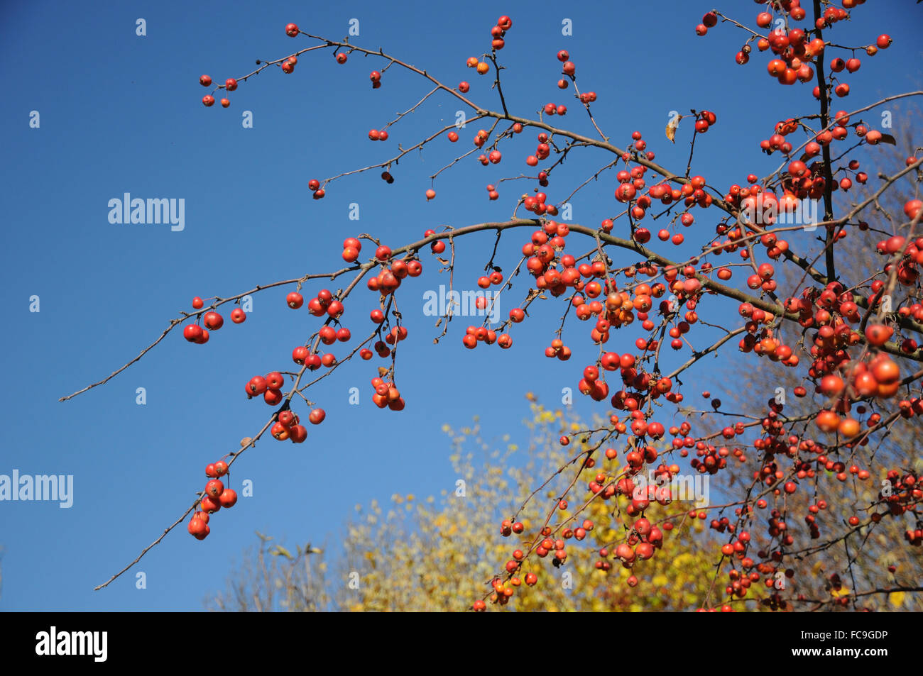 Crabapple hi-res stock photography and images - Alamy