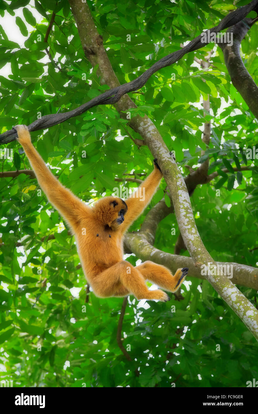 Monkey swinging gibbon hi-res stock photography and images - Alamy