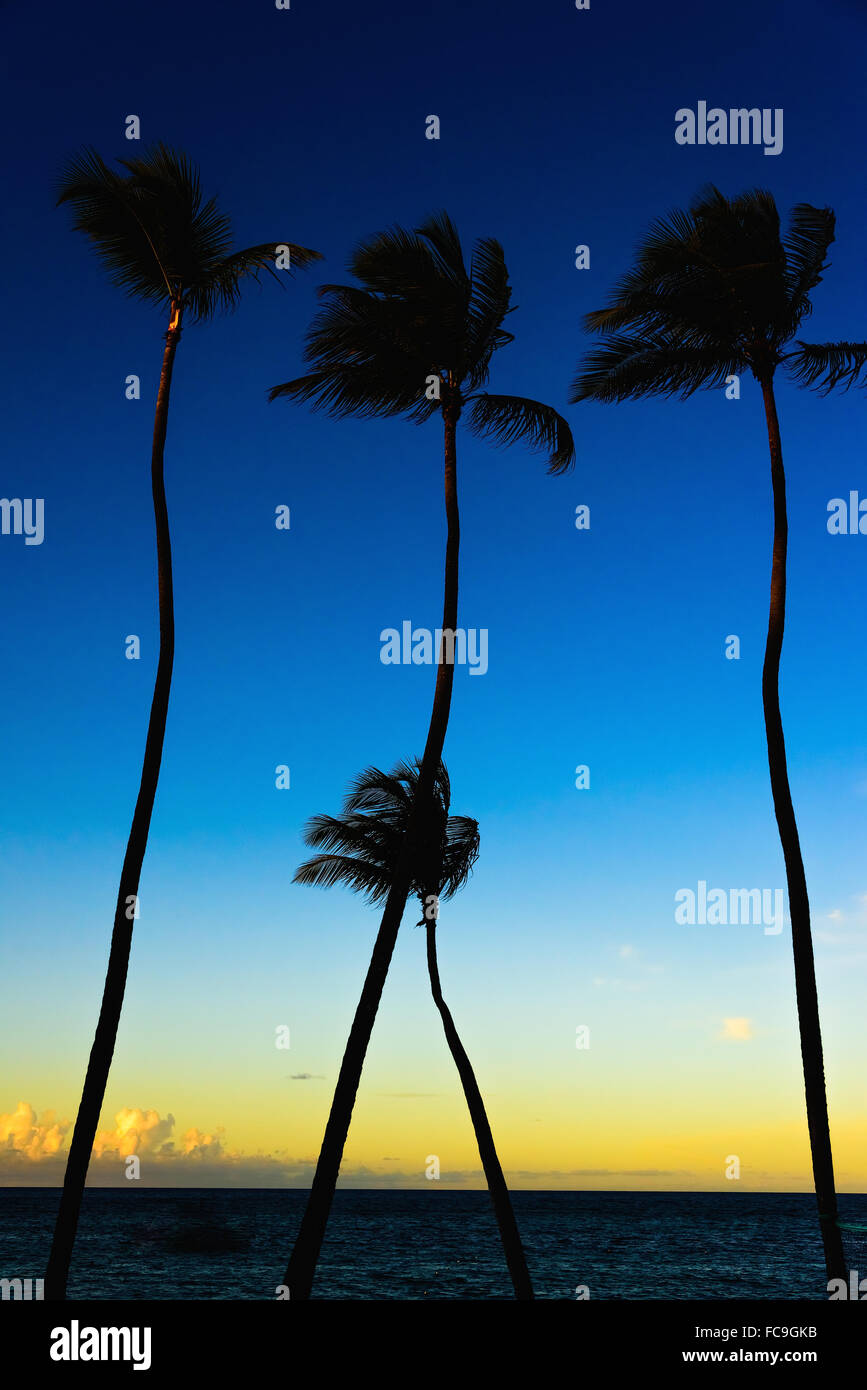 sunset silhouette of palm trees Stock Photo - Alamy