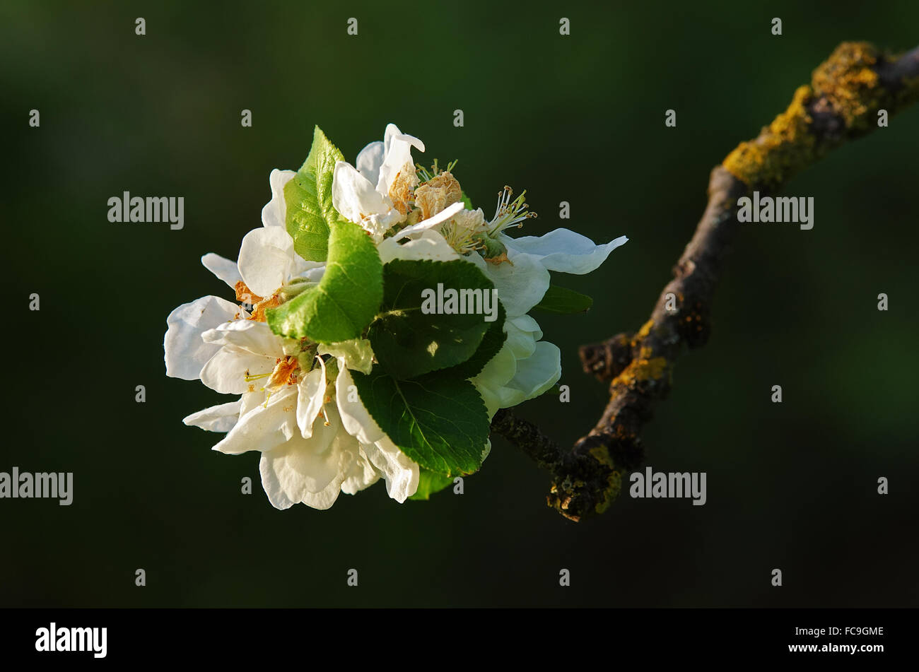 Hochstamm apfelbaum hi-res stock photography and images - Alamy