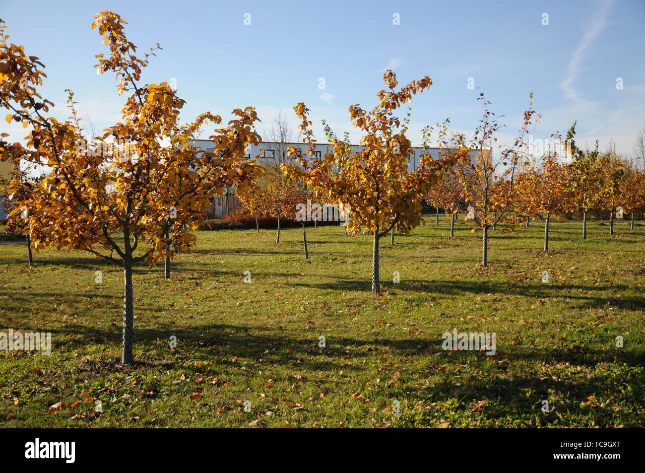 Quince trees hi-res stock photography and images - Alamy