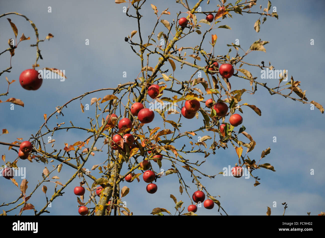 Malus domestica gloster apple hi-res stock photography and images - Alamy