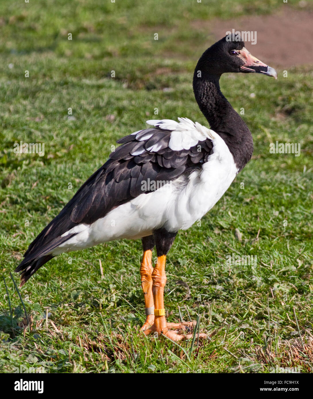 Magpie Goose (anseranus semipalmata Stock Photo - Alamy