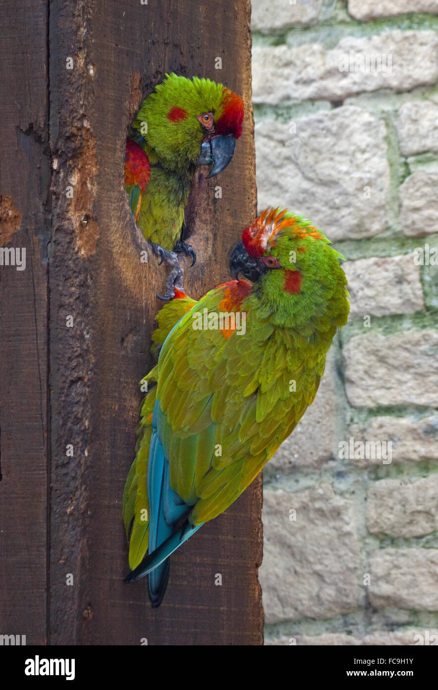 Red Fronted Macaw Stock Photos & Red Fronted Macaw Stock Images - Alamy