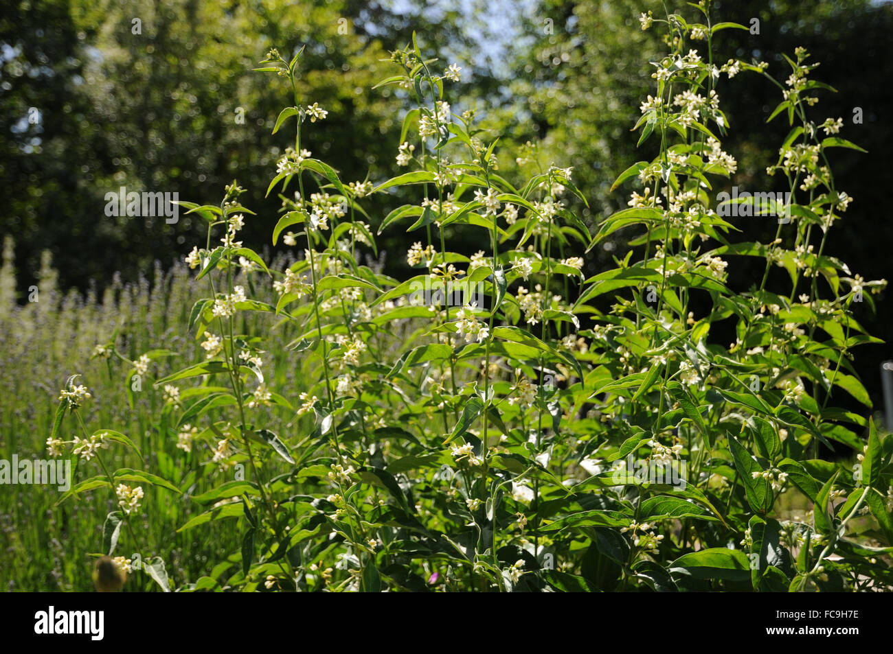 Swallow Wort Stock Photos & Swallow Wort Stock Images - Alamy