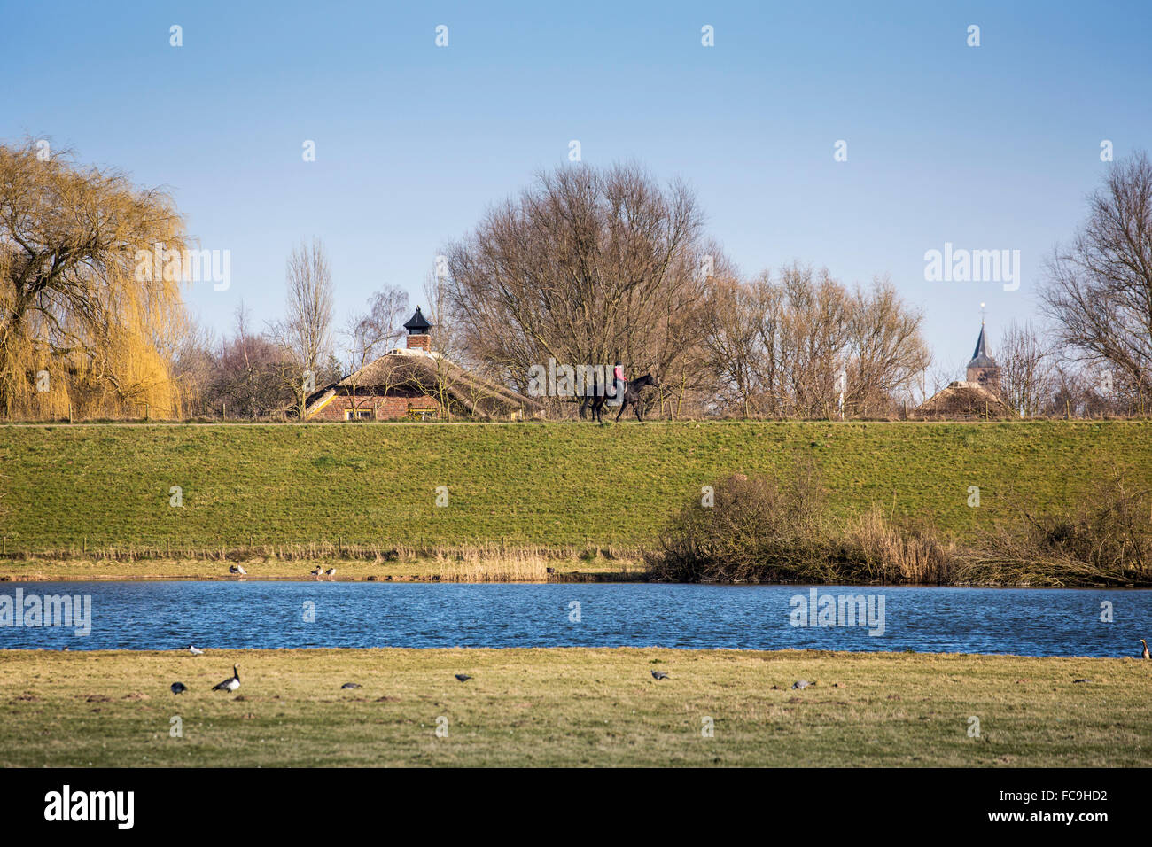 Netherlands, Maurik, Farm and church behind dike. Woman riding horse on ...