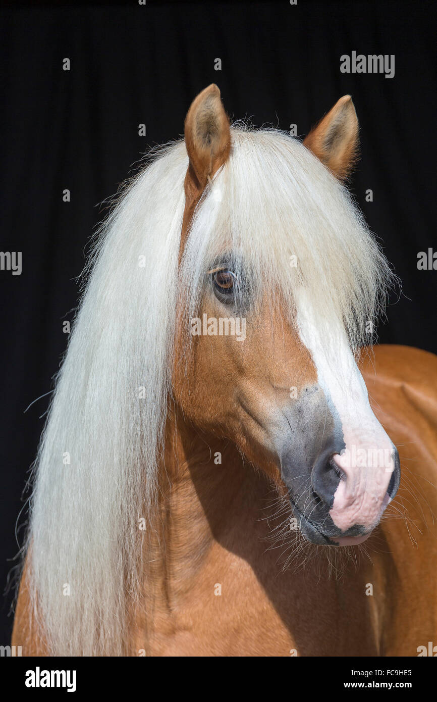 Haflinger Horse. Portrait of a mare against a black background. Austria ...