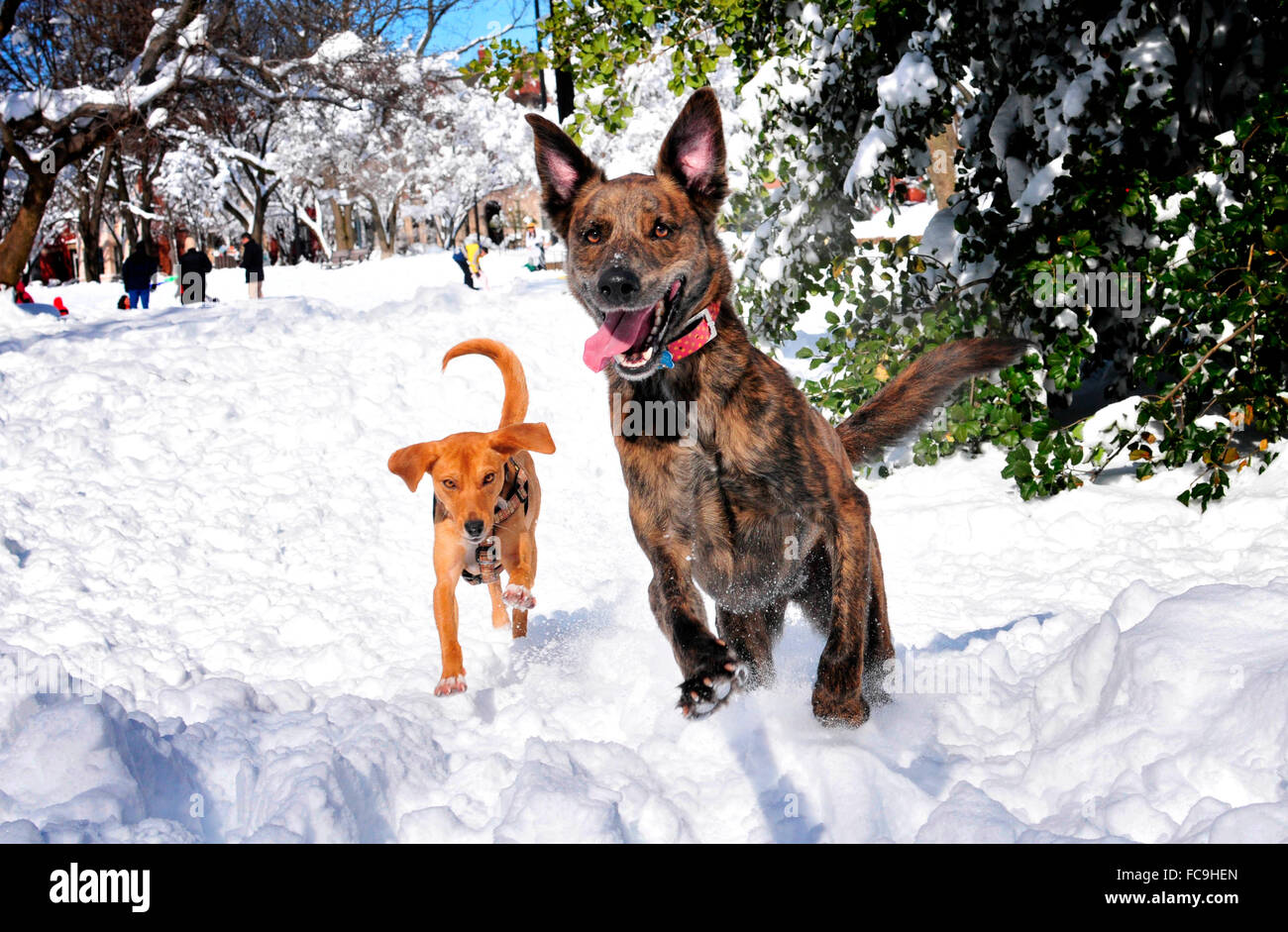 Dogs playing in snow Stock Photo - Alamy