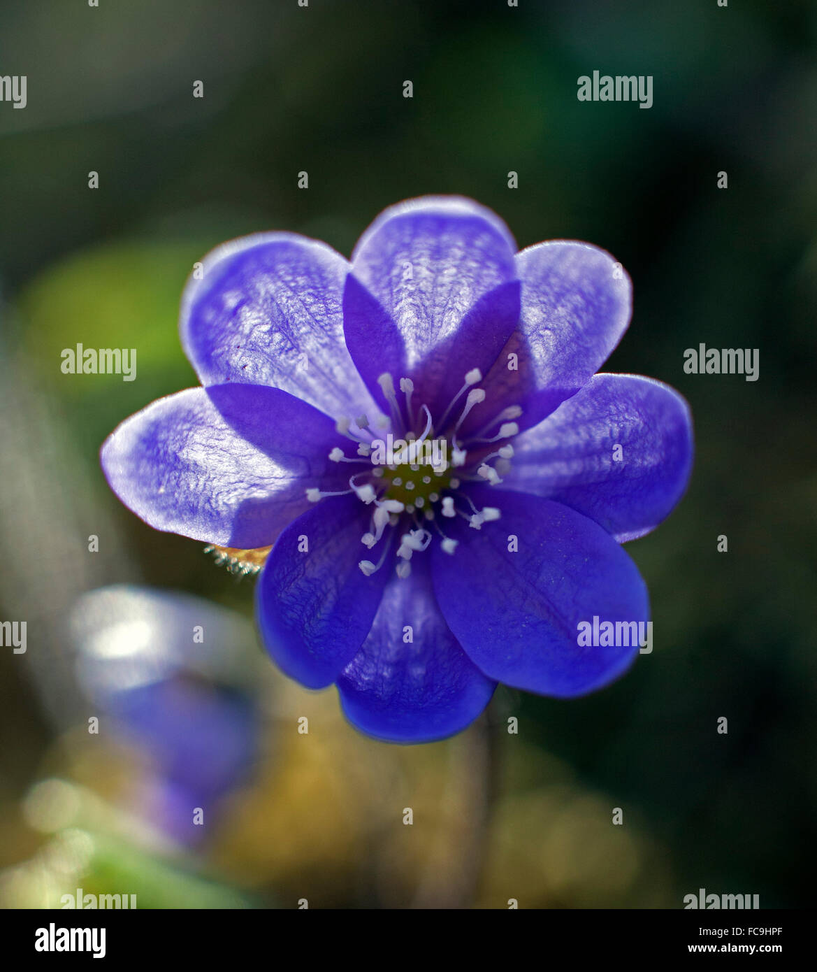 Close up of Liverleaf Hepatica nobilis flower Stock Photo - Alamy