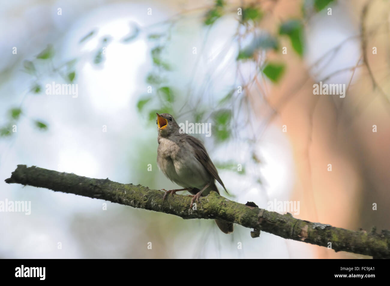 Singing nightingale in spring forest Stock Photo - Alamy