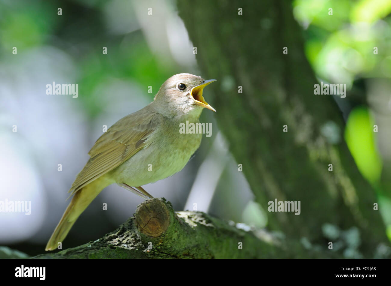Loud throat hi-res stock photography and images - Alamy