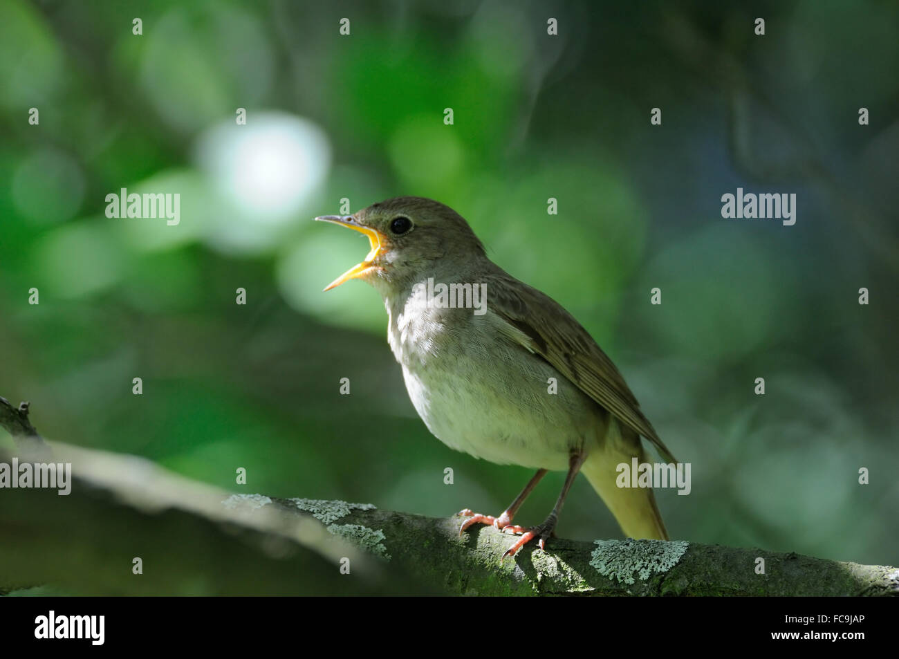 Singing nightingale in dark forest Stock Photo - Alamy