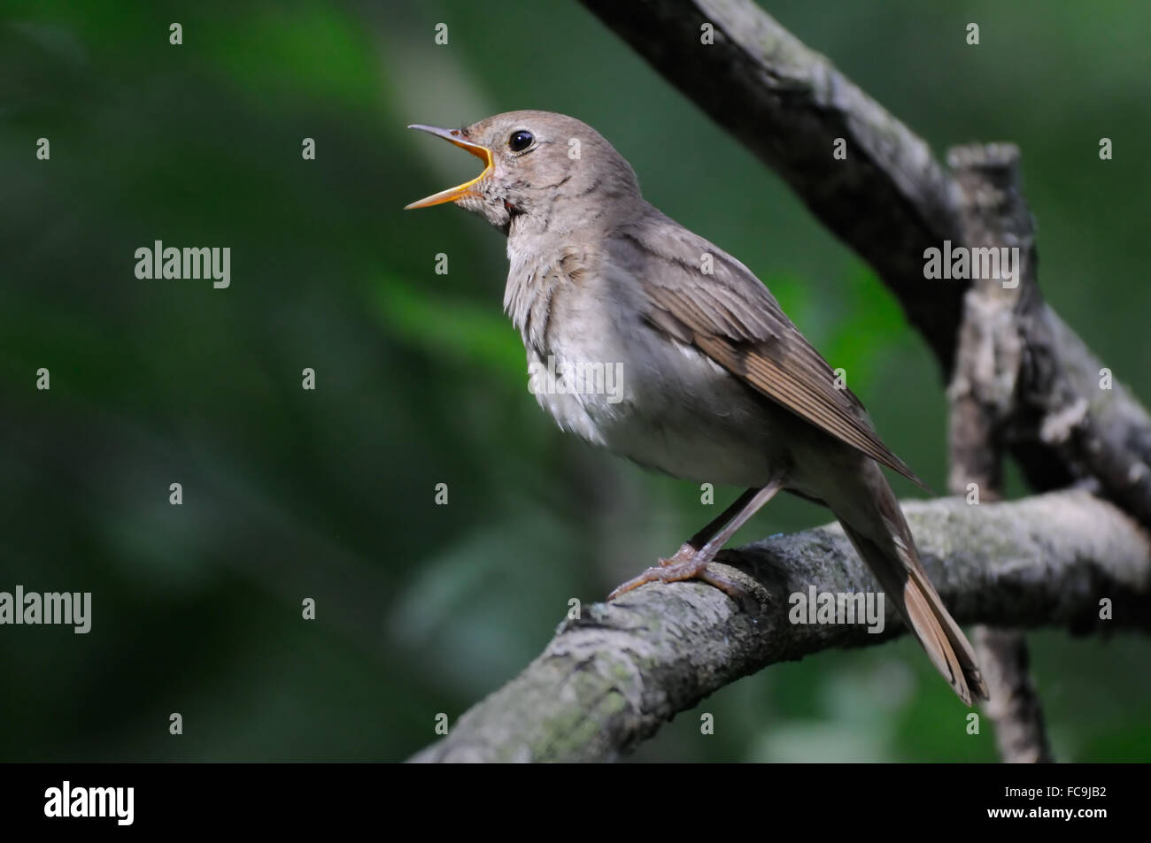 Nightingale singing hi-res stock photography and images - Alamy