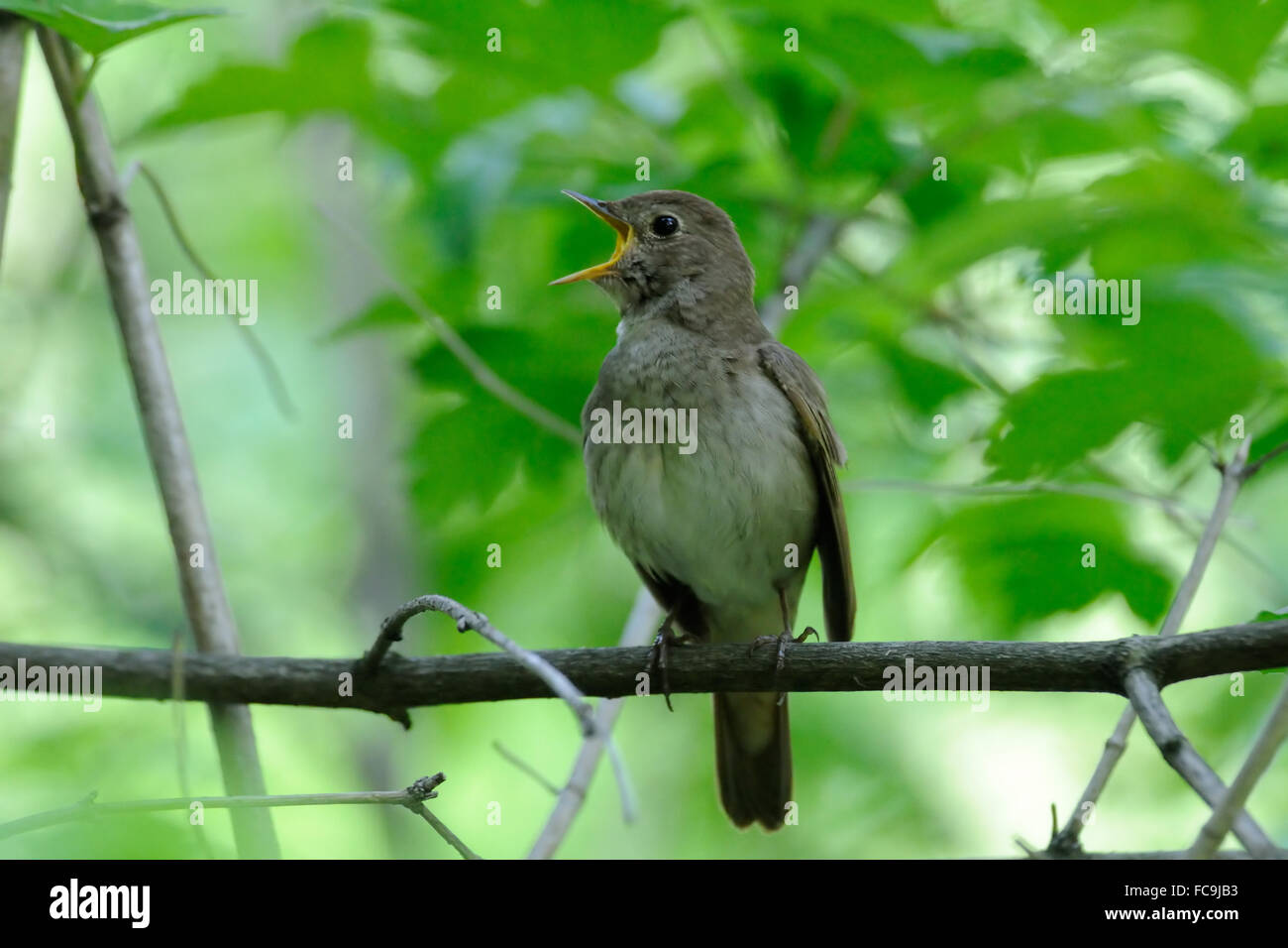 Nightingale singing in spring hi-res stock photography and images - Alamy