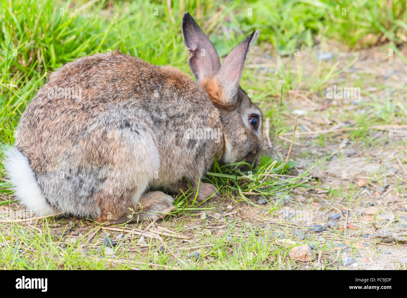 Rabbits mating hi-res stock photography and images - Alamy