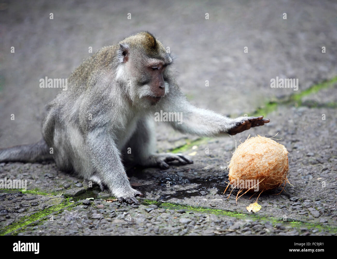 Monkey swinging hi-res stock photography and images - Alamy