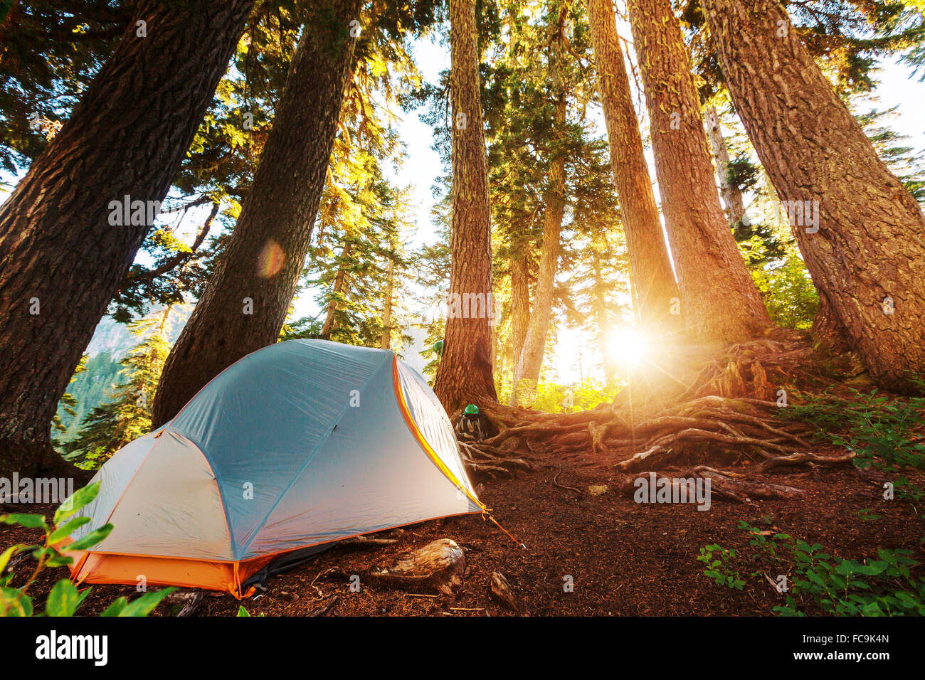 Tent in forest Stock Photo - Alamy