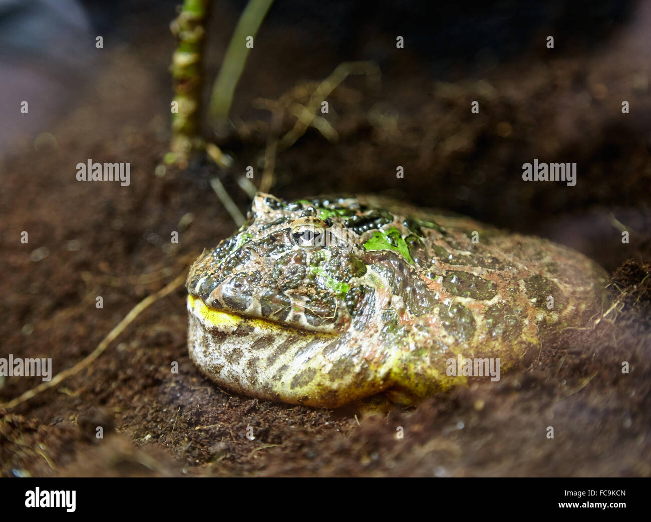 Horn frog hi-res stock photography and images - Alamy