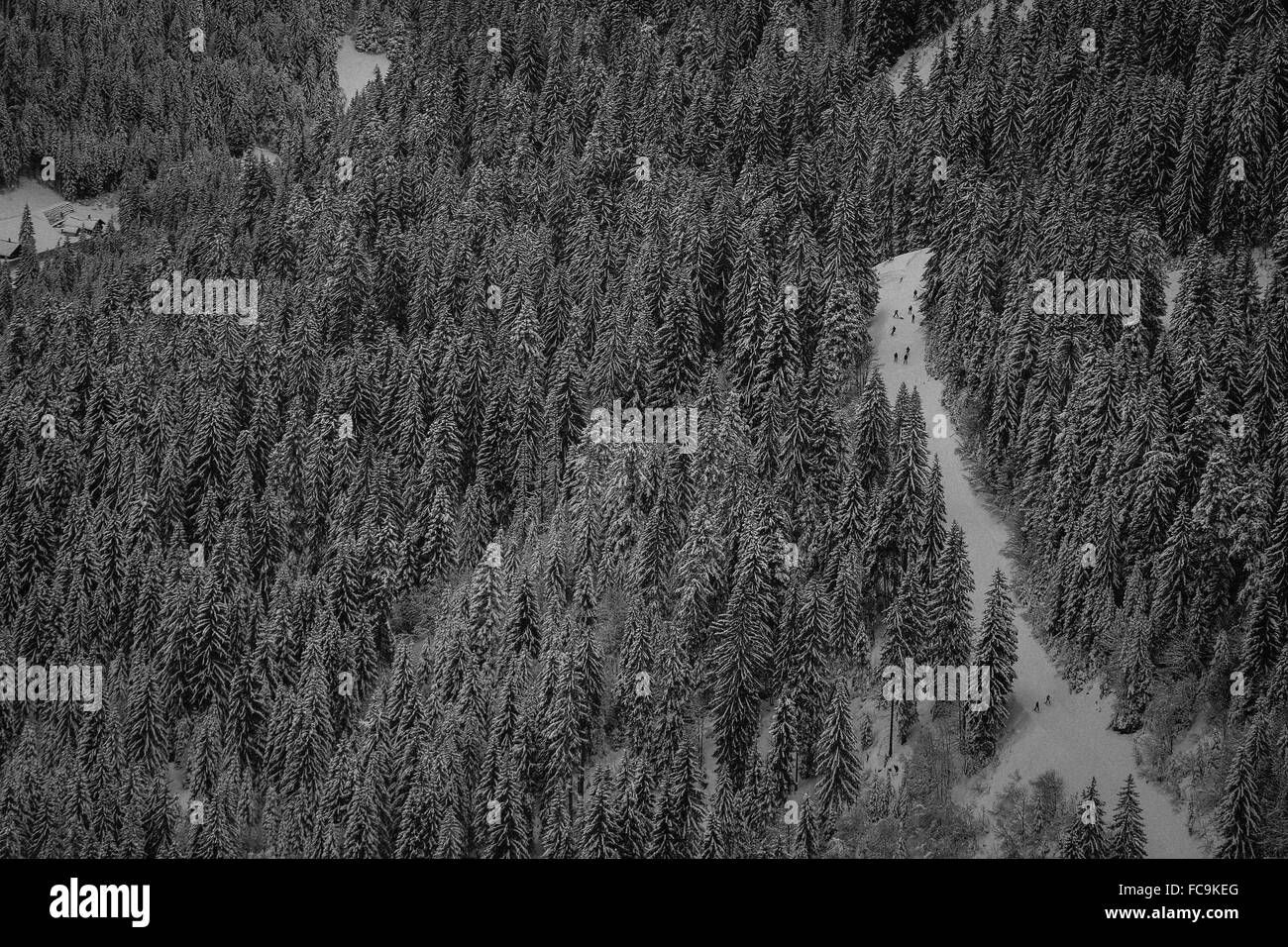 Black and white image of skiers skiing through a run in the trees Stock ...