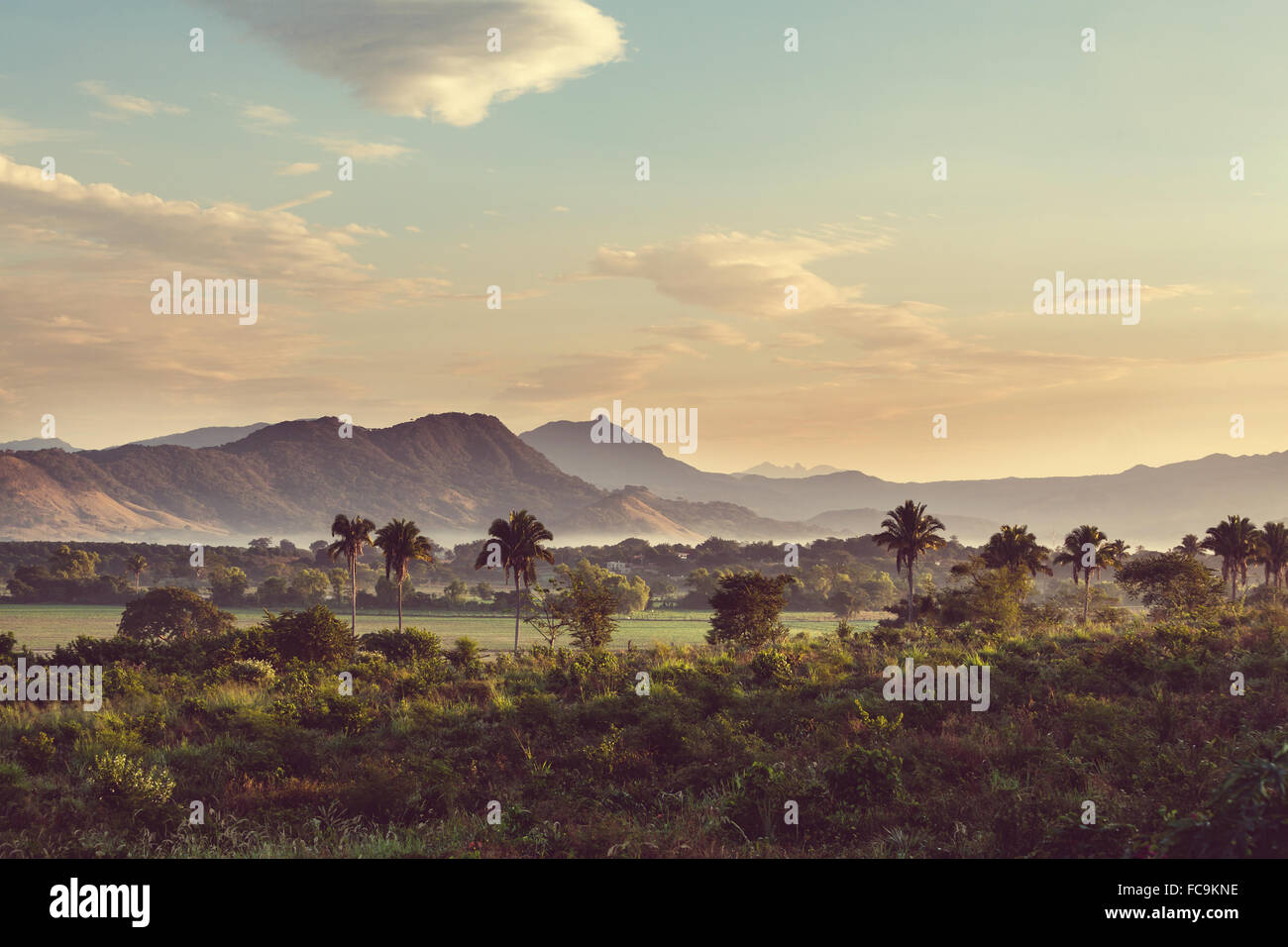 Mexican tree fern hi-res stock photography and images - Alamy