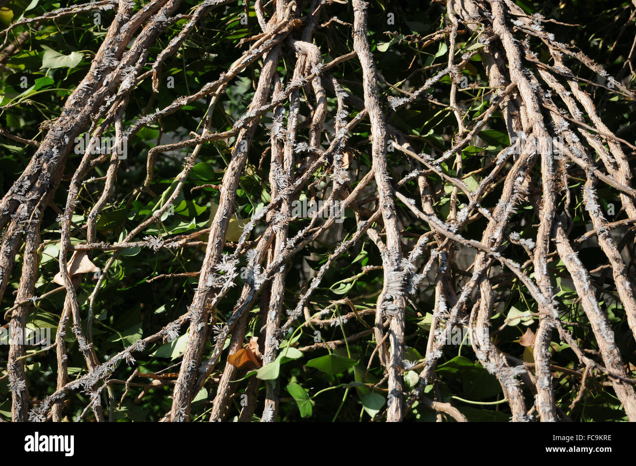Ivy, fallen down Stock Photo - Alamy