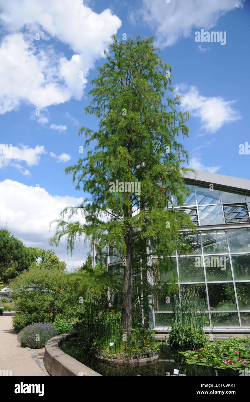 Pond cypress hi-res stock photography and images - Alamy