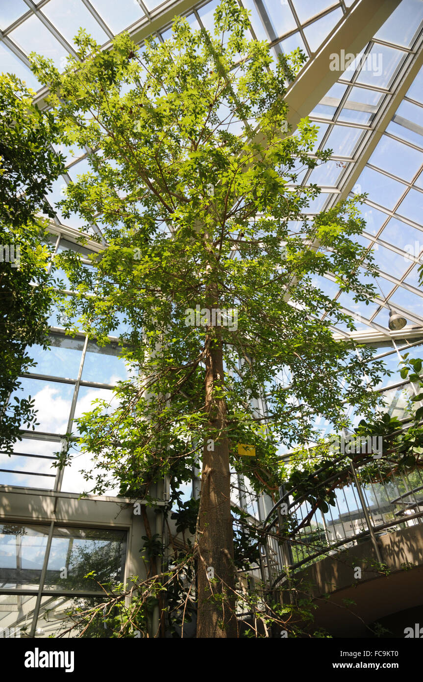 Baobab flower hi-res stock photography and images - Alamy