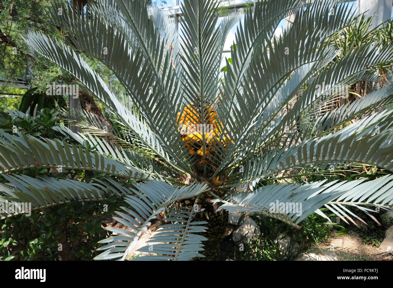 Cycad trees hi-res stock photography and images - Alamy