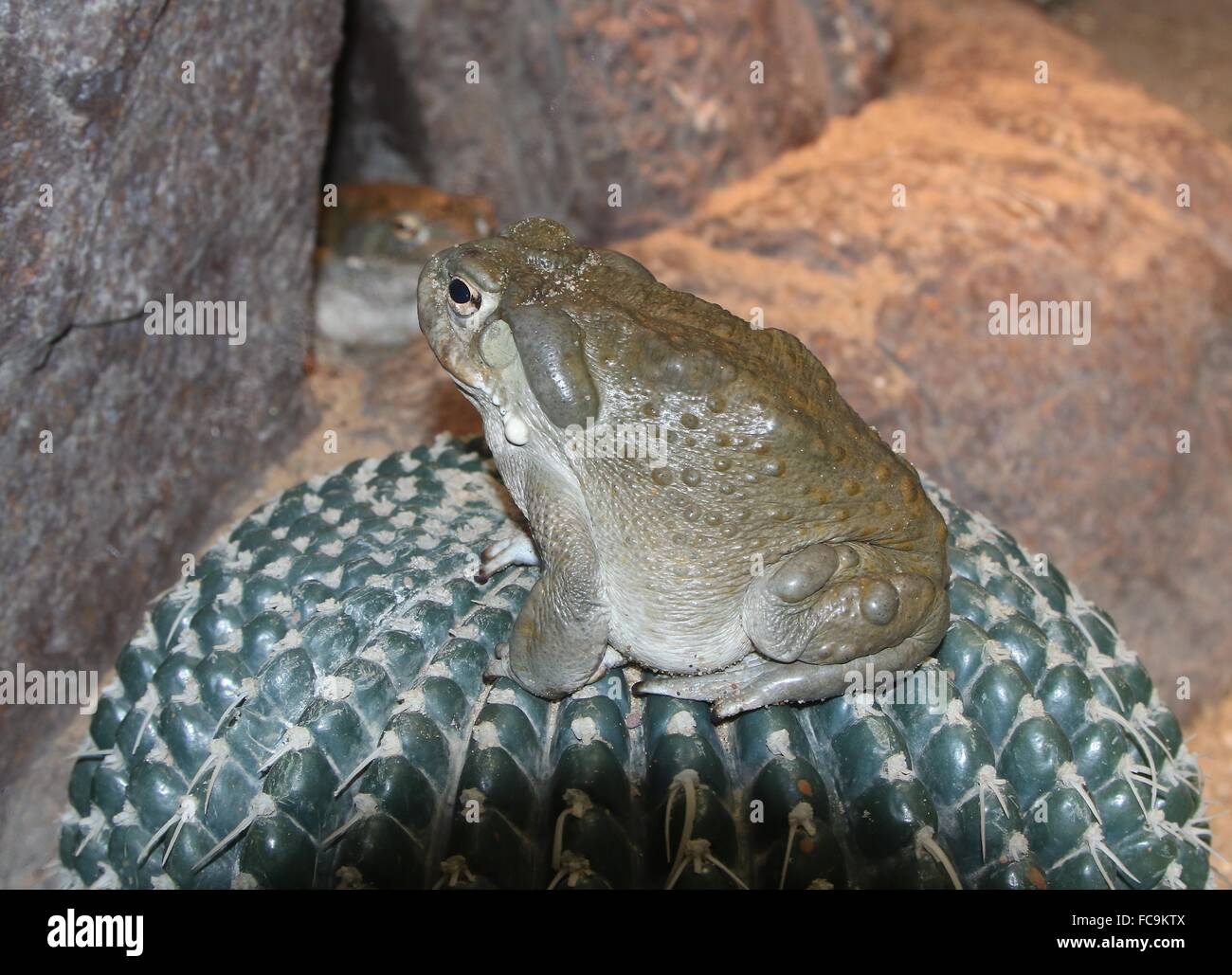 North American Colorado River toad (Incilius alvarius), a.k.a. Sonoran ...