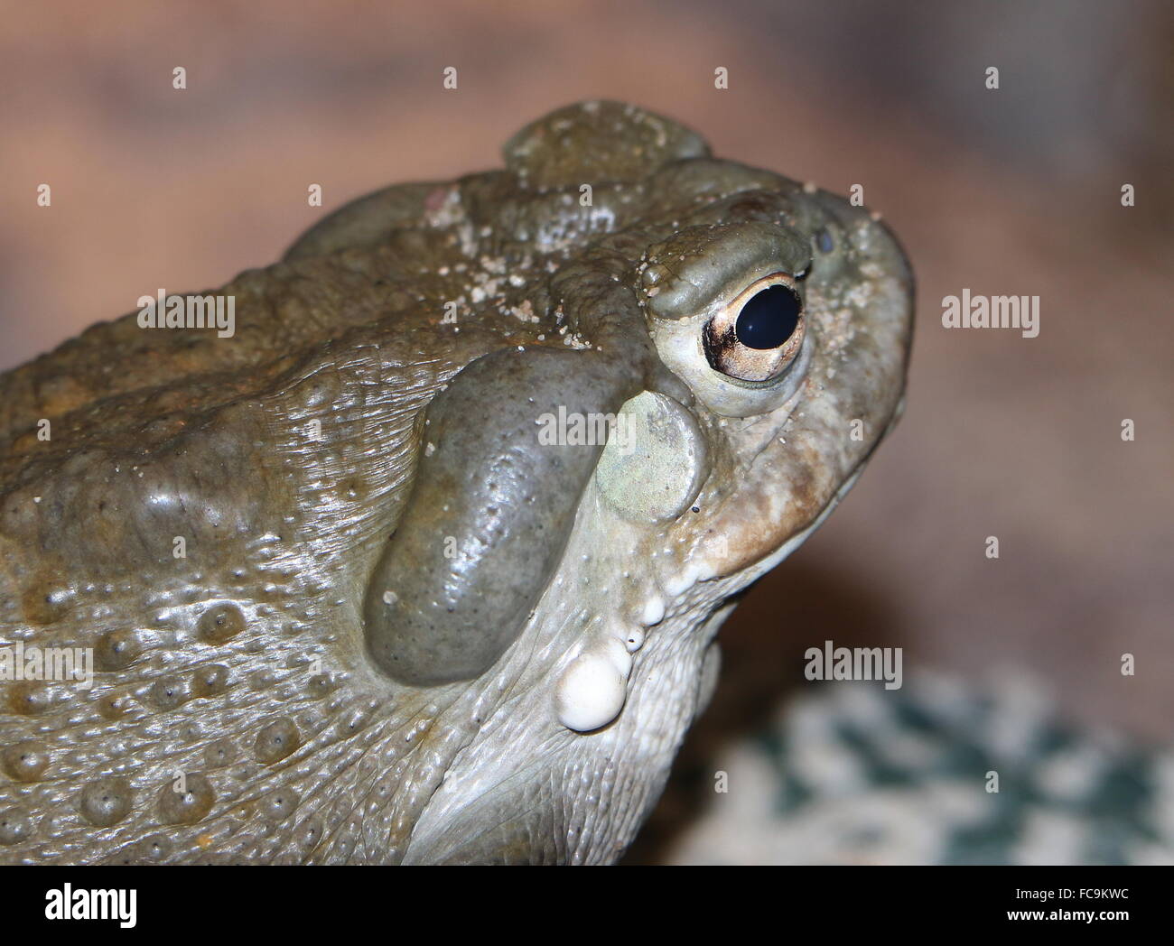 North American Colorado River toad (Incilius alvarius), a.k.a. Sonoran ...