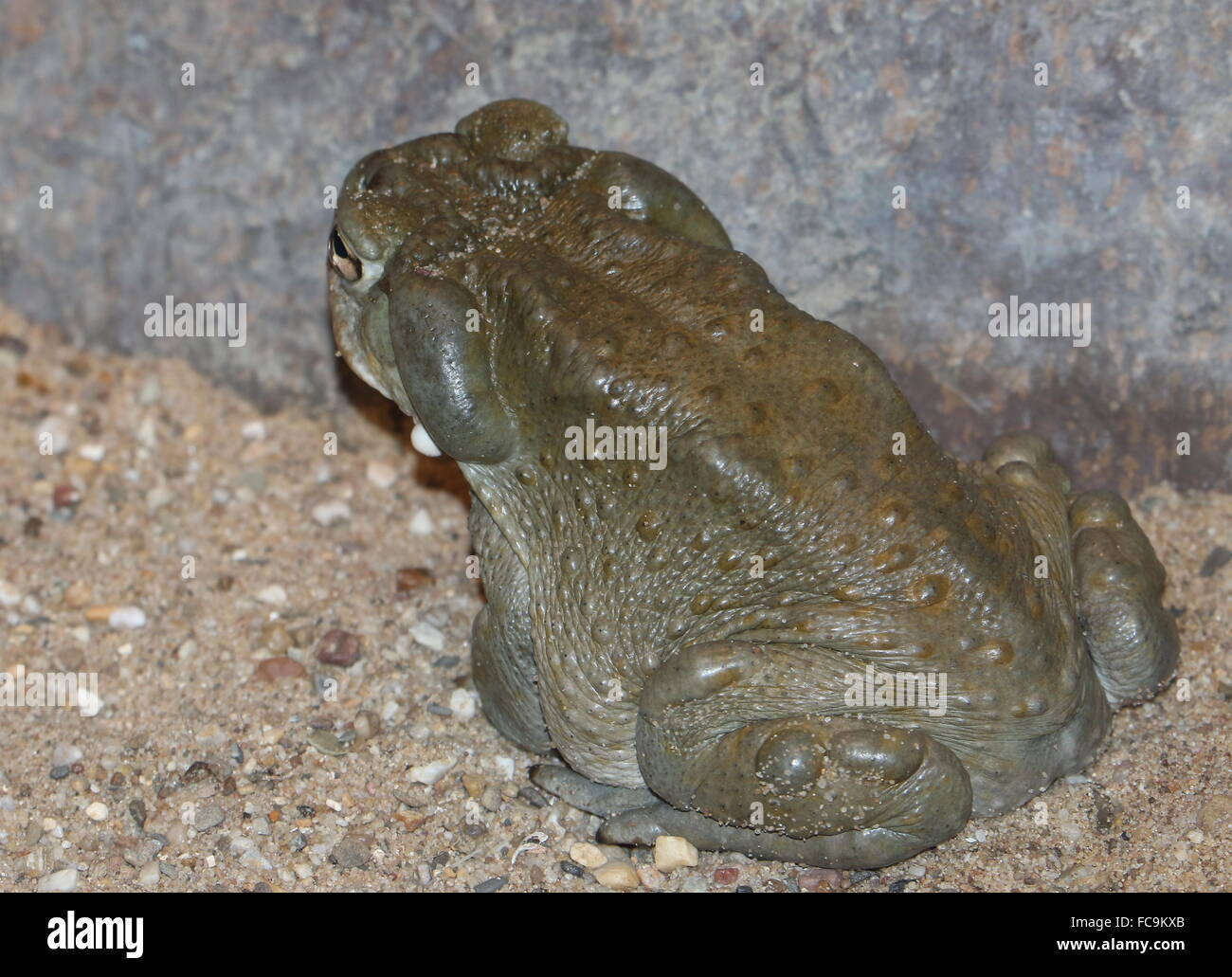 North American Colorado River toad (Incilius alvarius), a.k.a. Sonoran ...