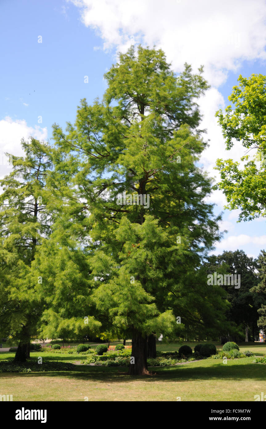 Cypresse trees hi-res stock photography and images - Alamy