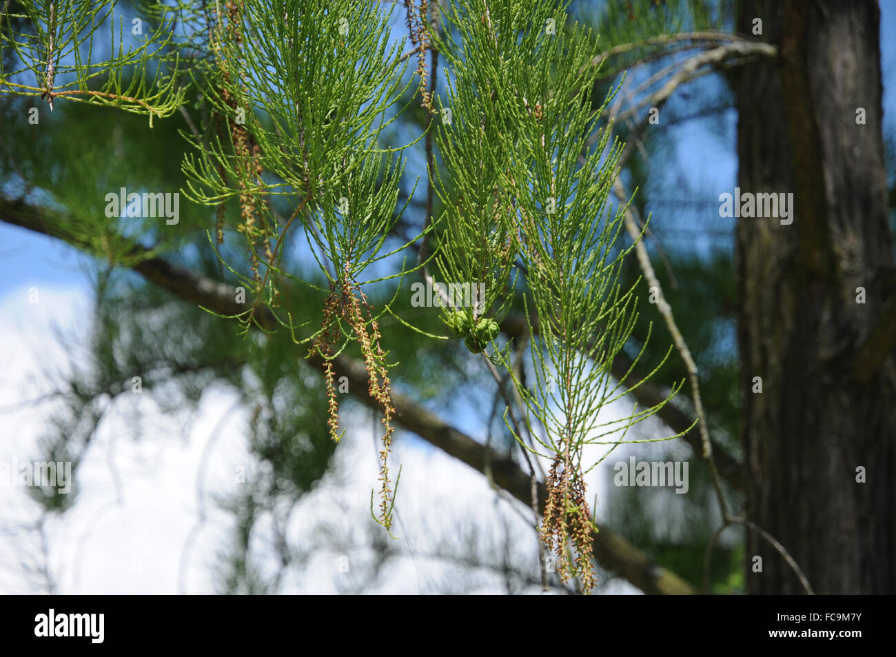 Pond cypress hi-res stock photography and images - Alamy