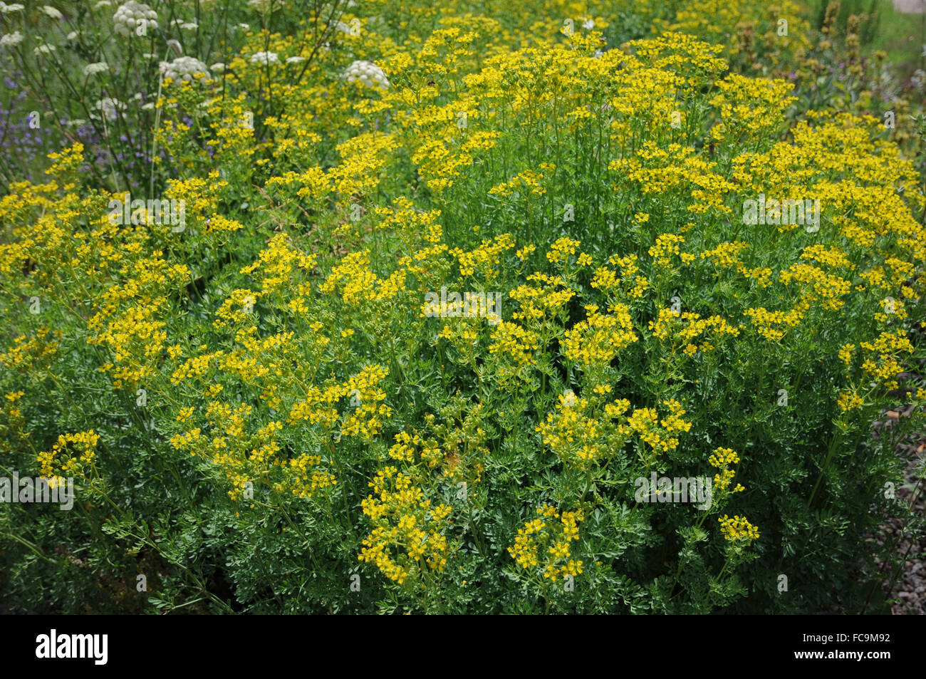 Common rue plants hi-res stock photography and images - Alamy