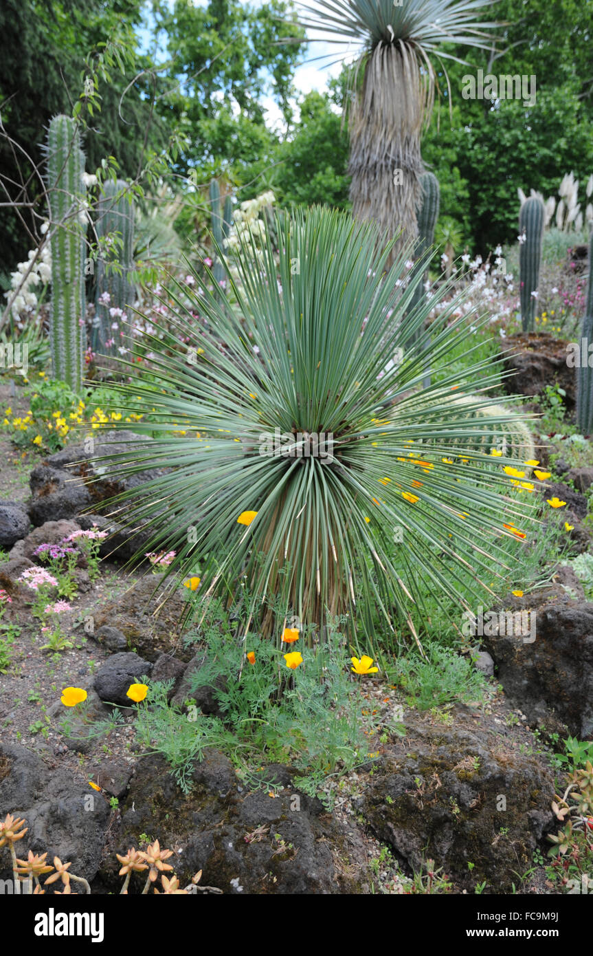 Agave striata hi-res stock photography and images - Alamy