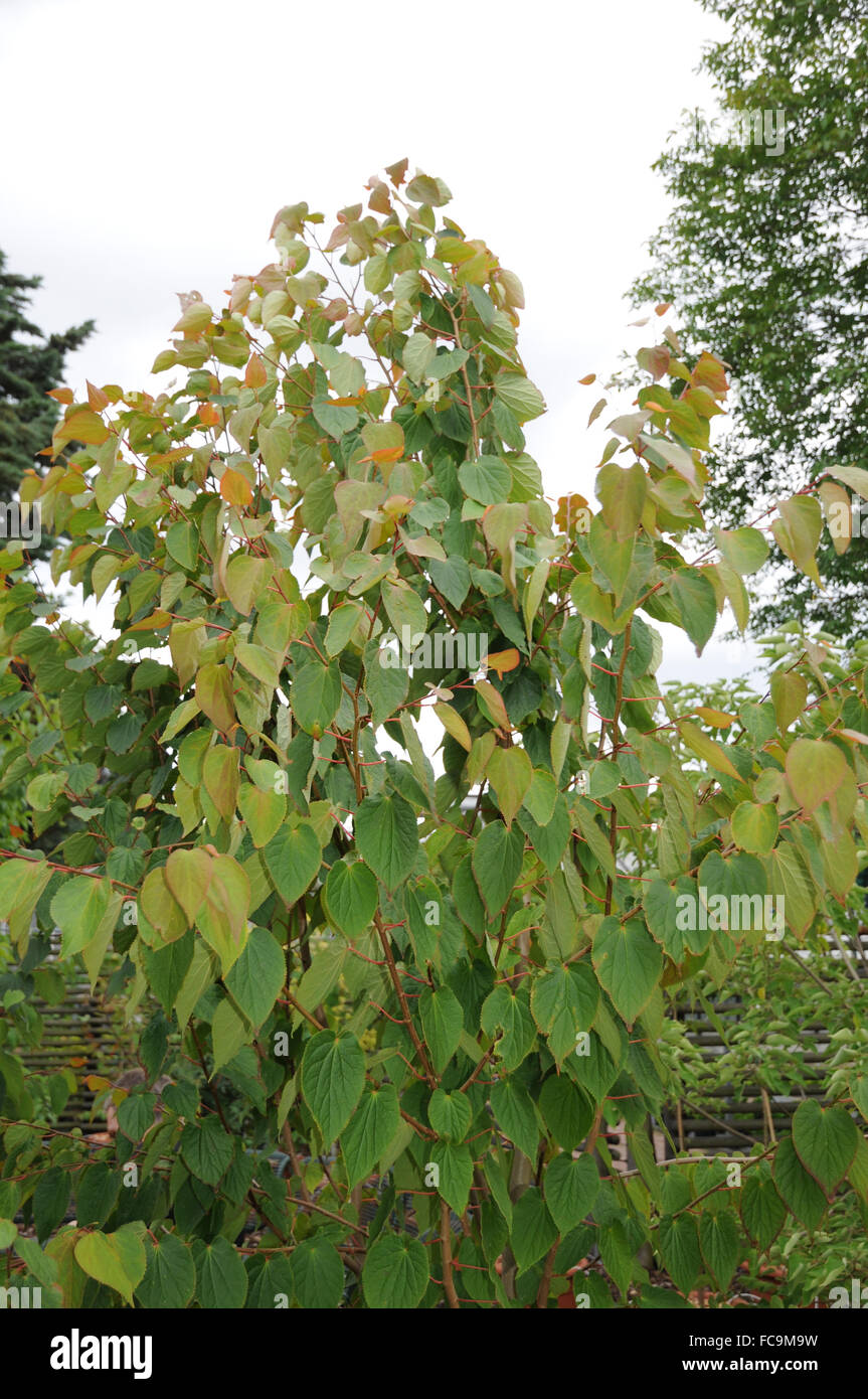 Tetracentron hi-res stock photography and images - Alamy