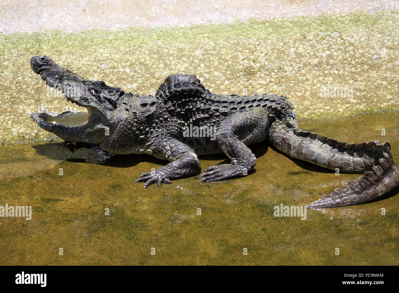 Old crocodile hi-res stock photography and images - Alamy
