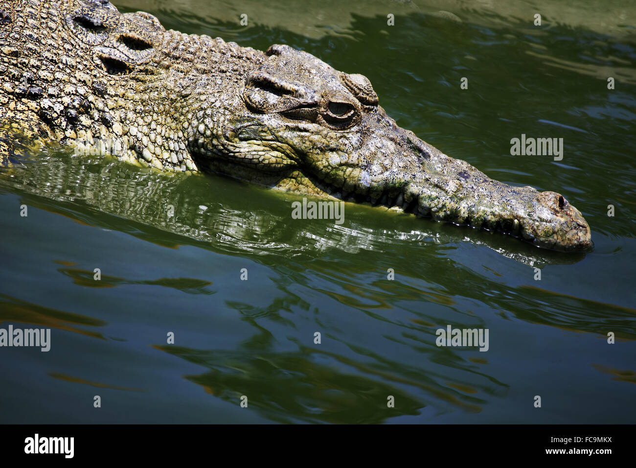 Crocodile park malaysia hi-res stock photography and images - Alamy