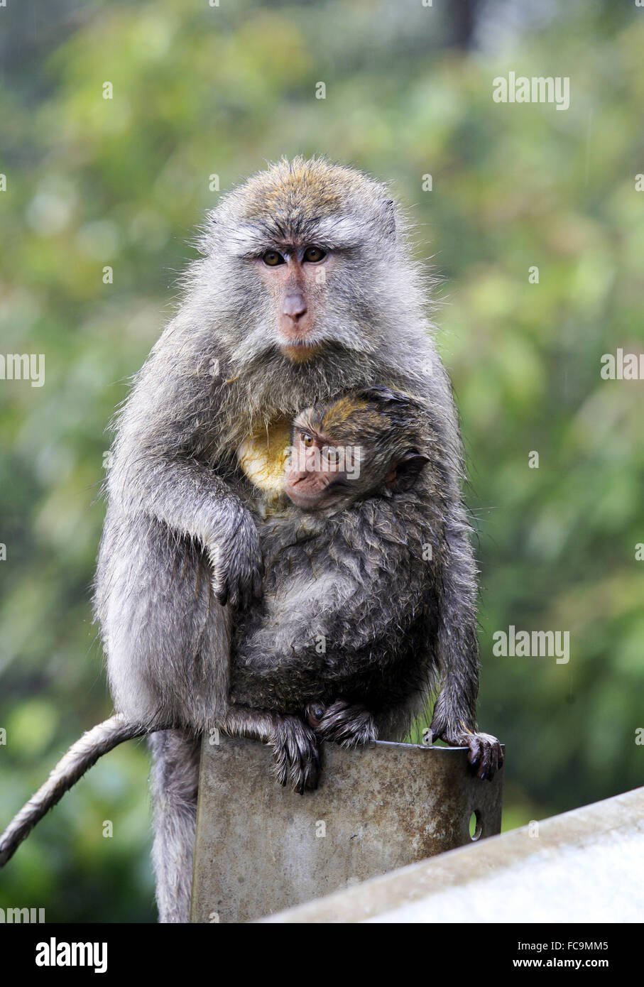 Family of monkeys Stock Photo - Alamy