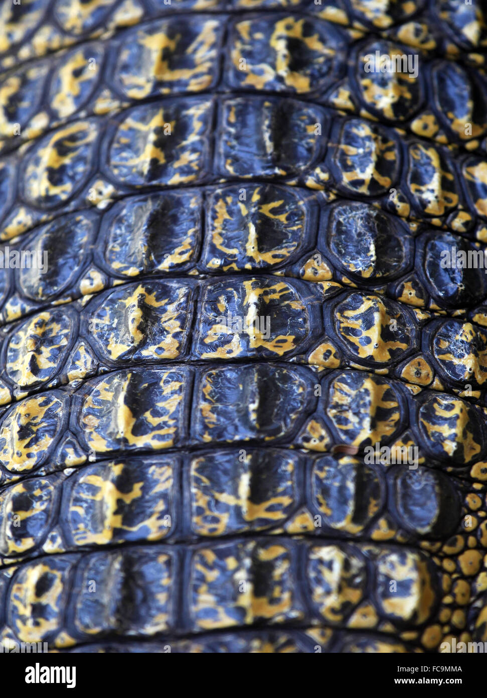 Close-up of crocodile skin Stock Photo - Alamy