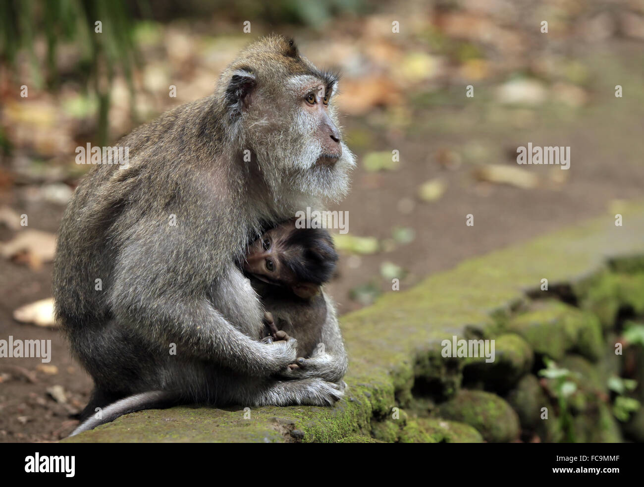 Family of monkeys Stock Photo - Alamy