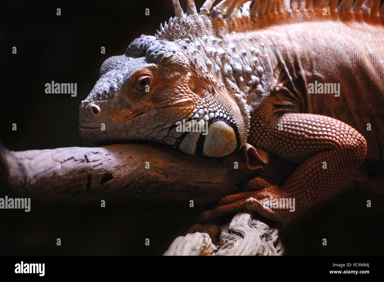 Varan hi-res stock photography and images - Alamy