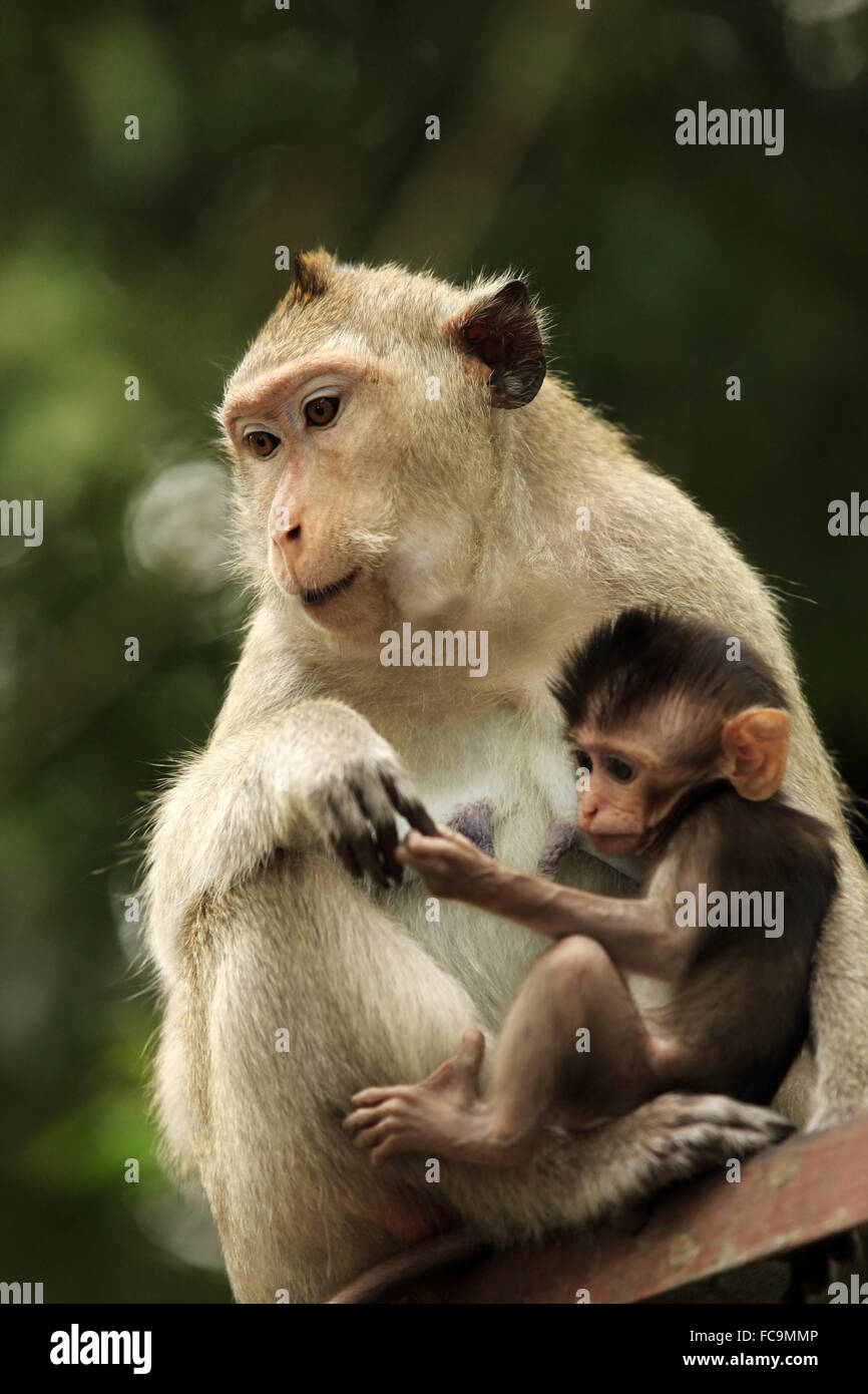 Family of monkeys Stock Photo - Alamy