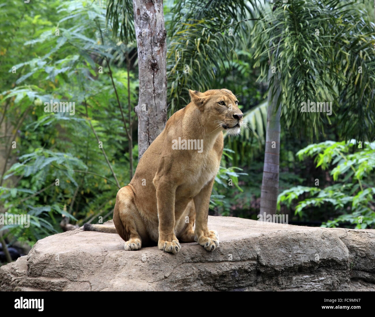 Tail of lioness hi-res stock photography and images - Alamy