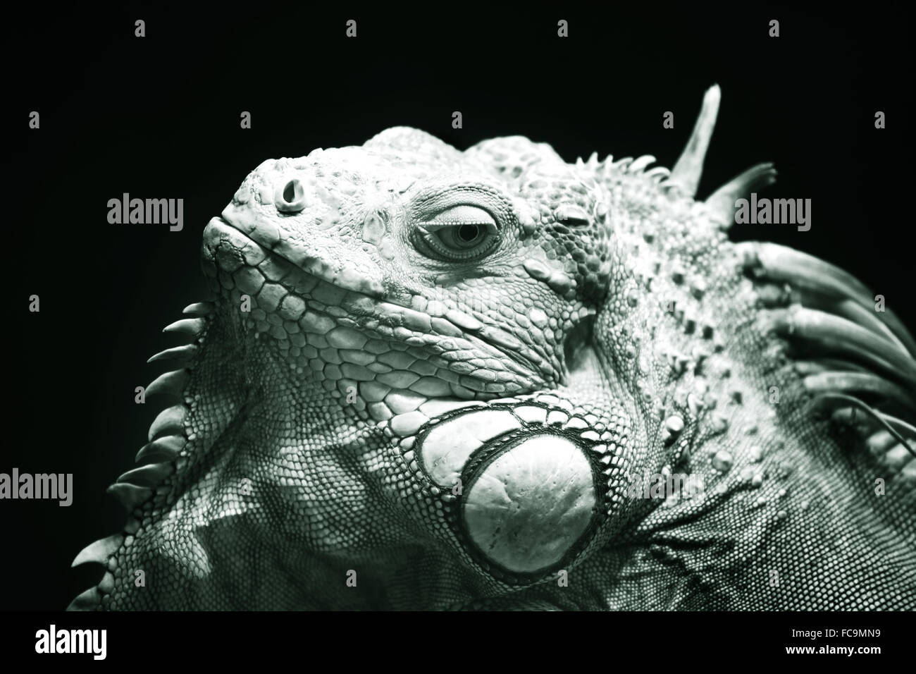 Deadly varan hi-res stock photography and images - Alamy