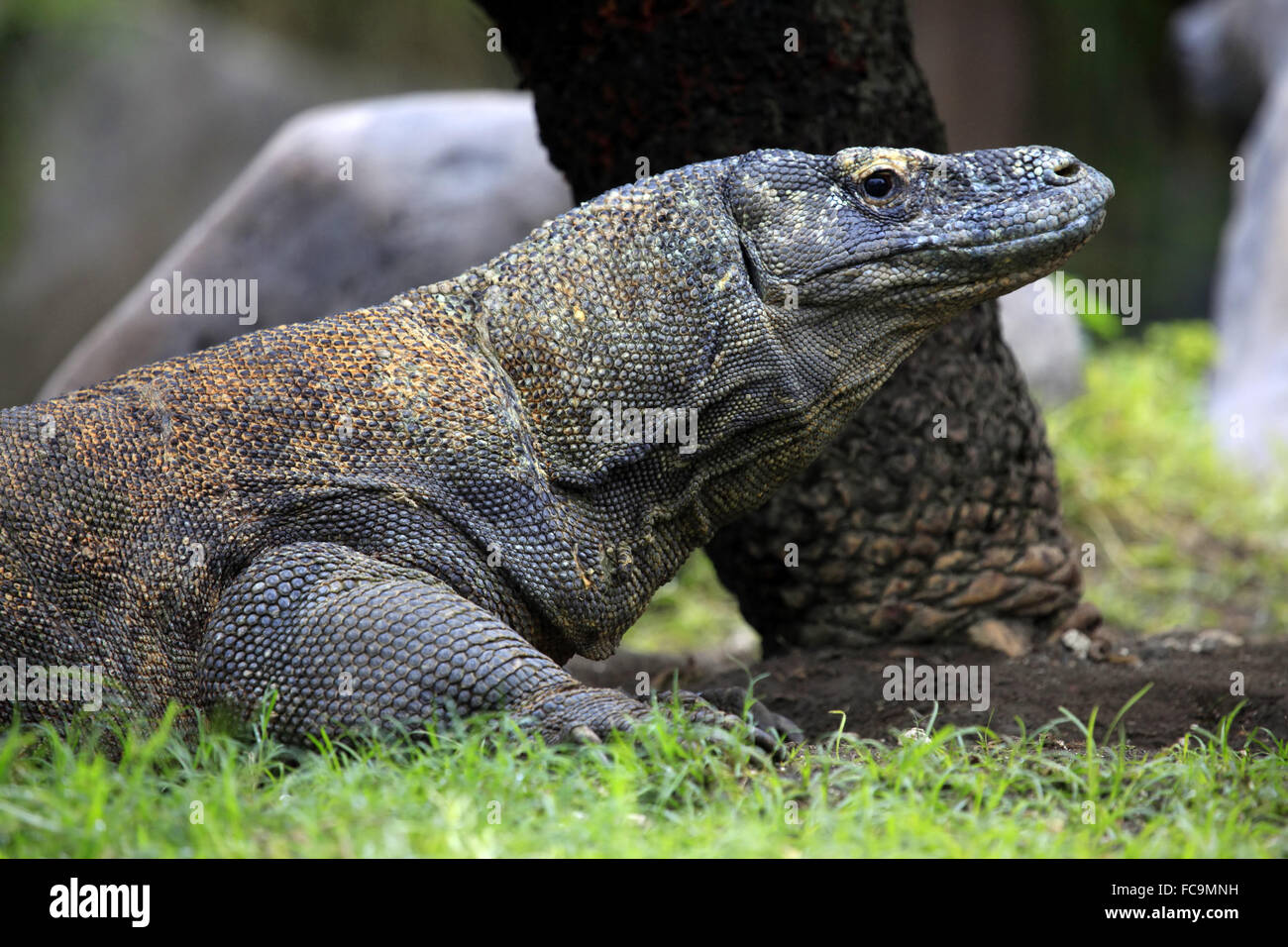 Komodo dragon claws hi-res stock photography and images - Alamy