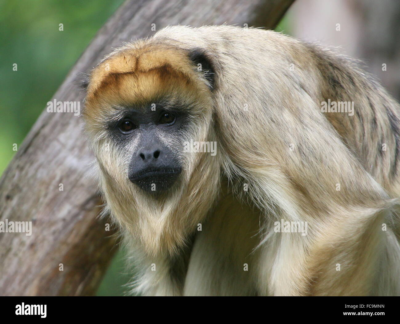 Portrait close-up of a female South American Black howler monkey ...